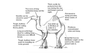 Adaptation and Competition | PPTX