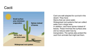 Adaptation and Competition | PPT