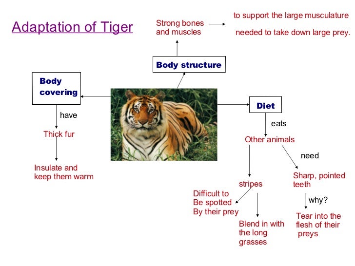 Adaptation for tiger