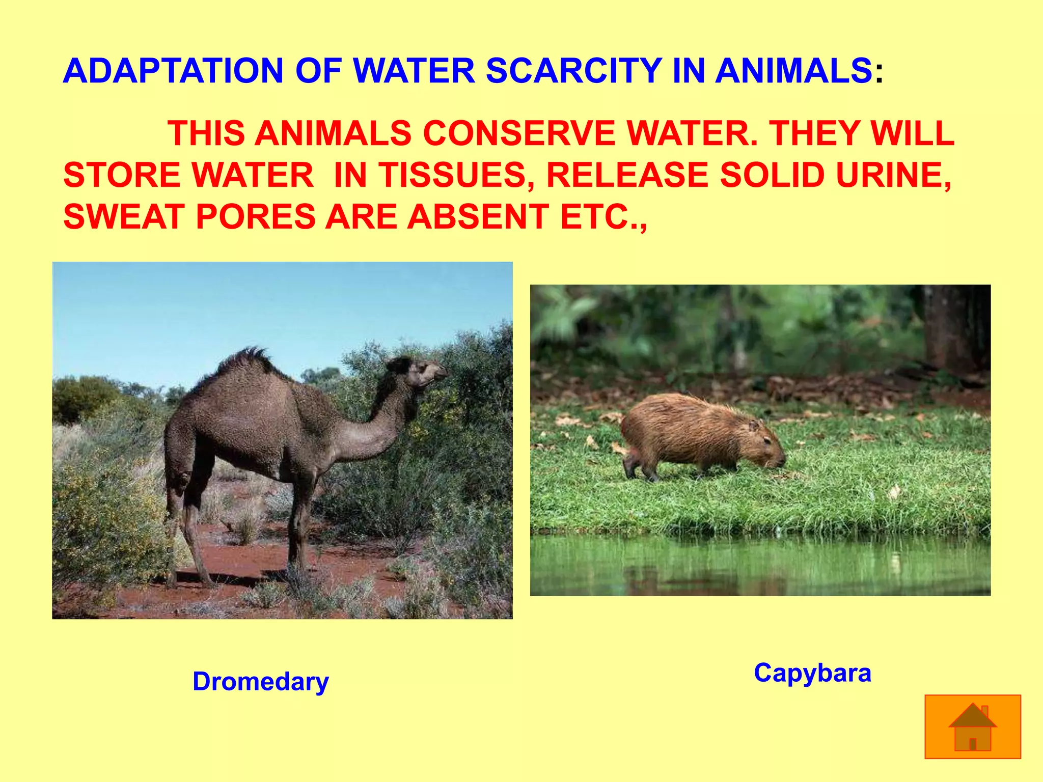 Adaptation in animals | PPSX