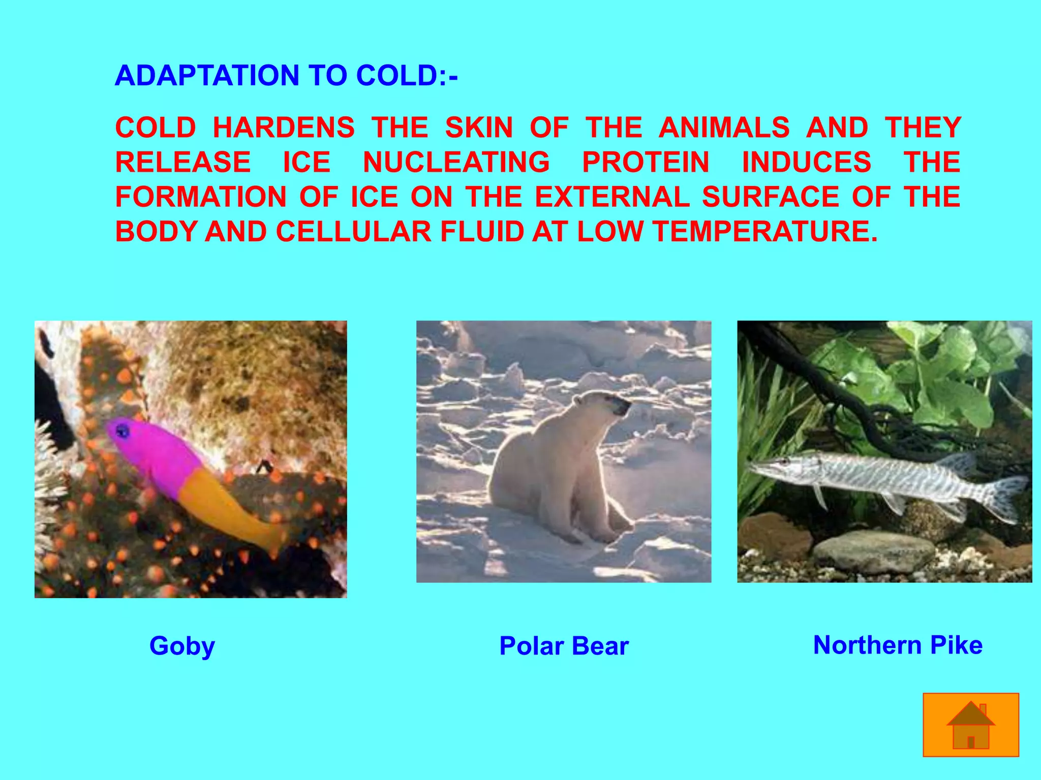 Adaptation in animals | PPSX