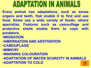 Adaptation in animals | PPSX