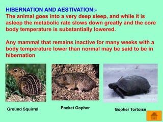 Adaptation in animals | PPSX