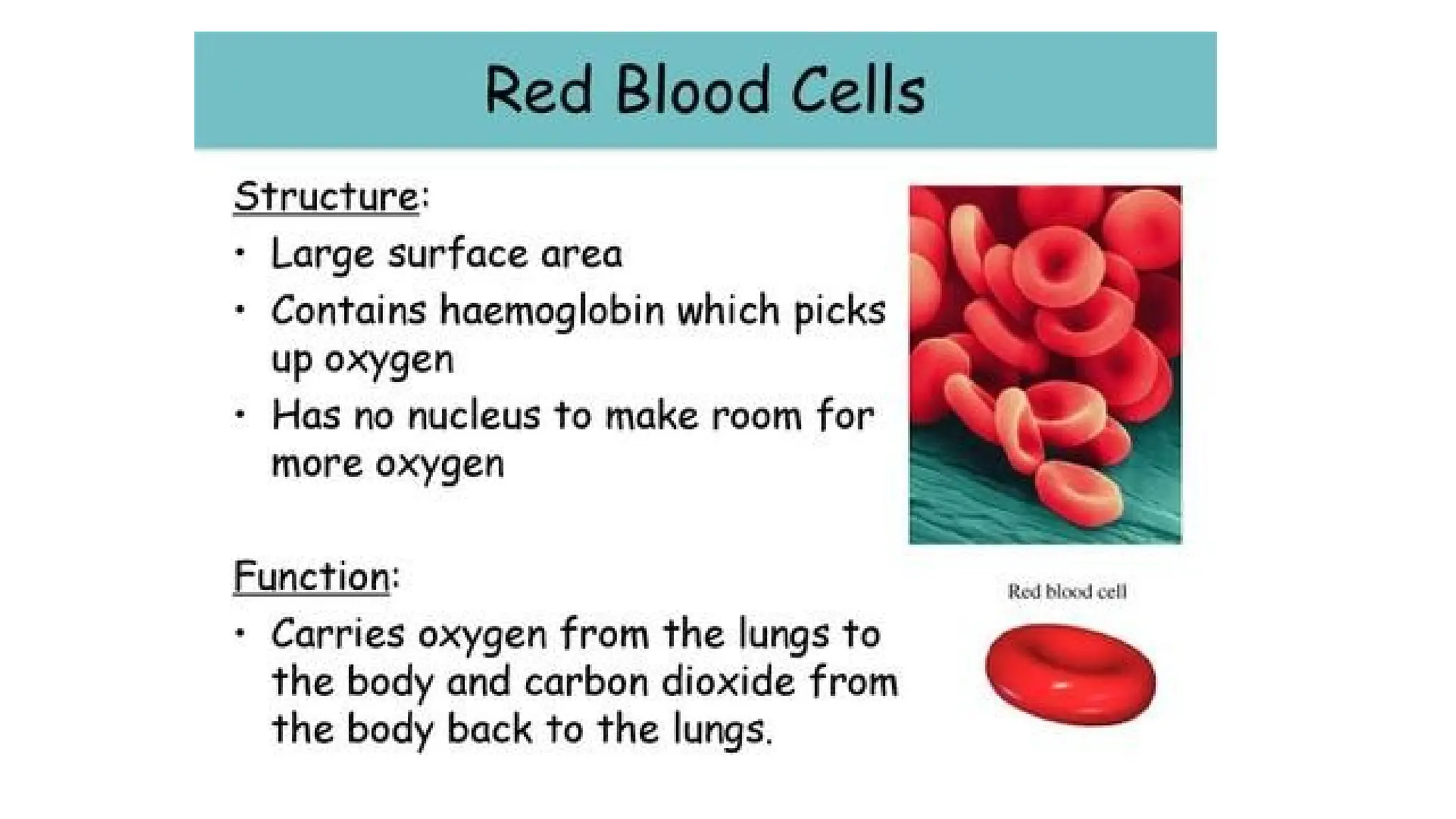 Adaptation in cells Cambridge IGCSE Biology | PPT