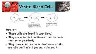 Adaptation in cells Cambridge IGCSE Biology | PPT