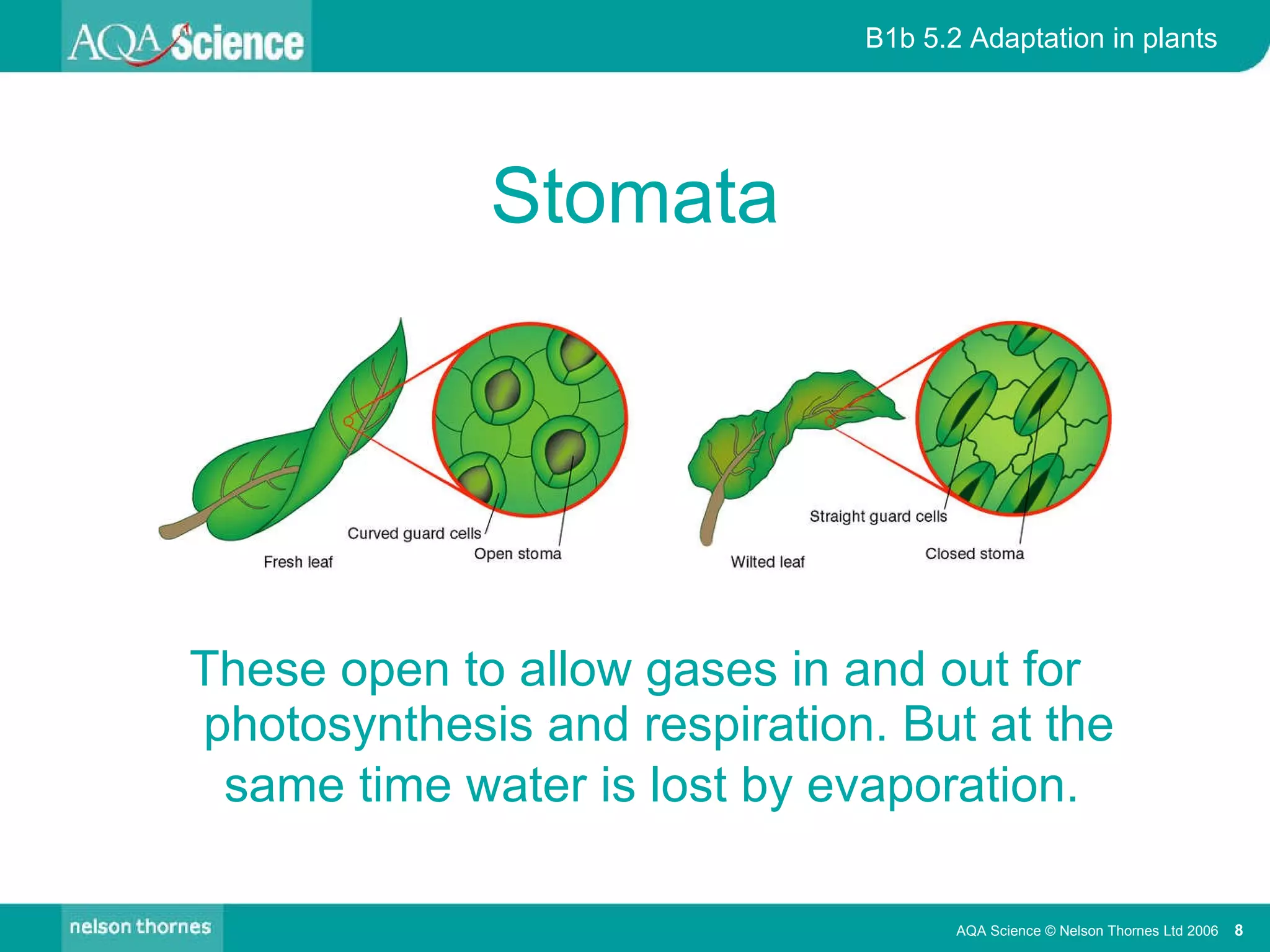 Adaptation In Plants | PPT