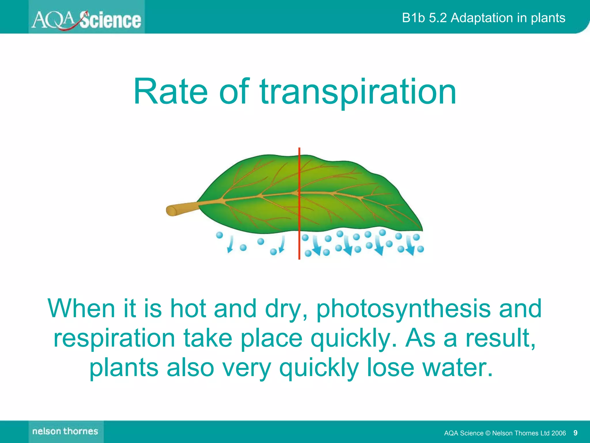 Adaptation In Plants | PPT