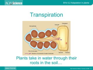 Adaptation In Plants | PPT