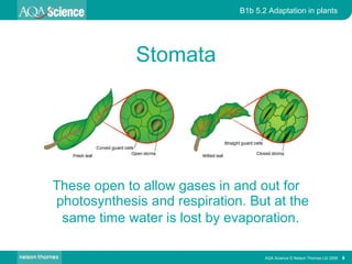 Adaptation In Plants | PPT