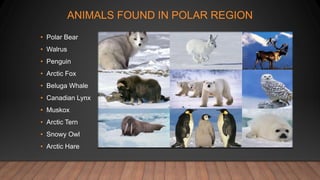 Adaptation in polar regions | PPTX