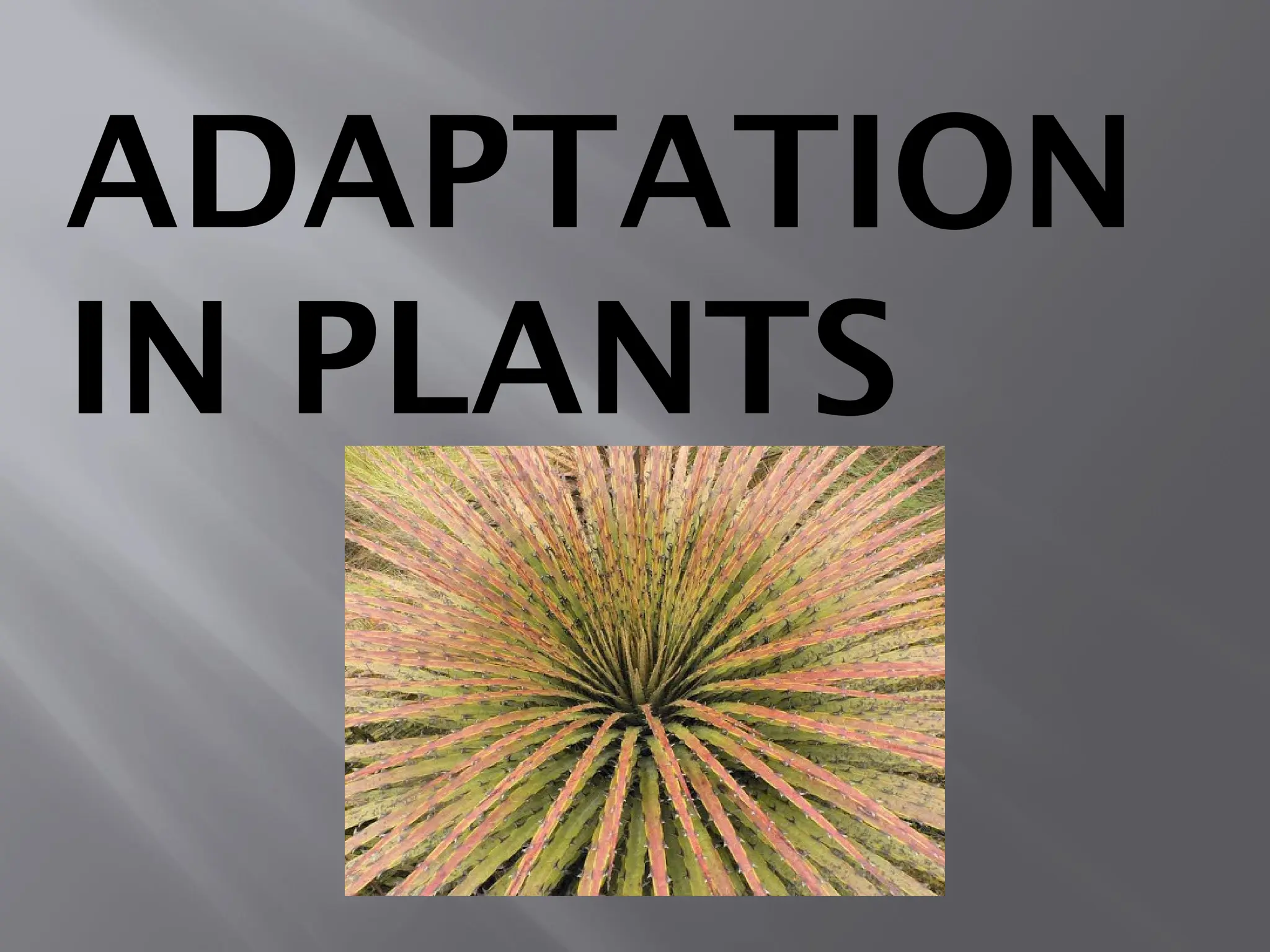 Adaptation in plants , Habitat. Plants.pptx