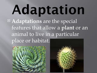 Adaptation in plants , Habitat. Plants.pptx