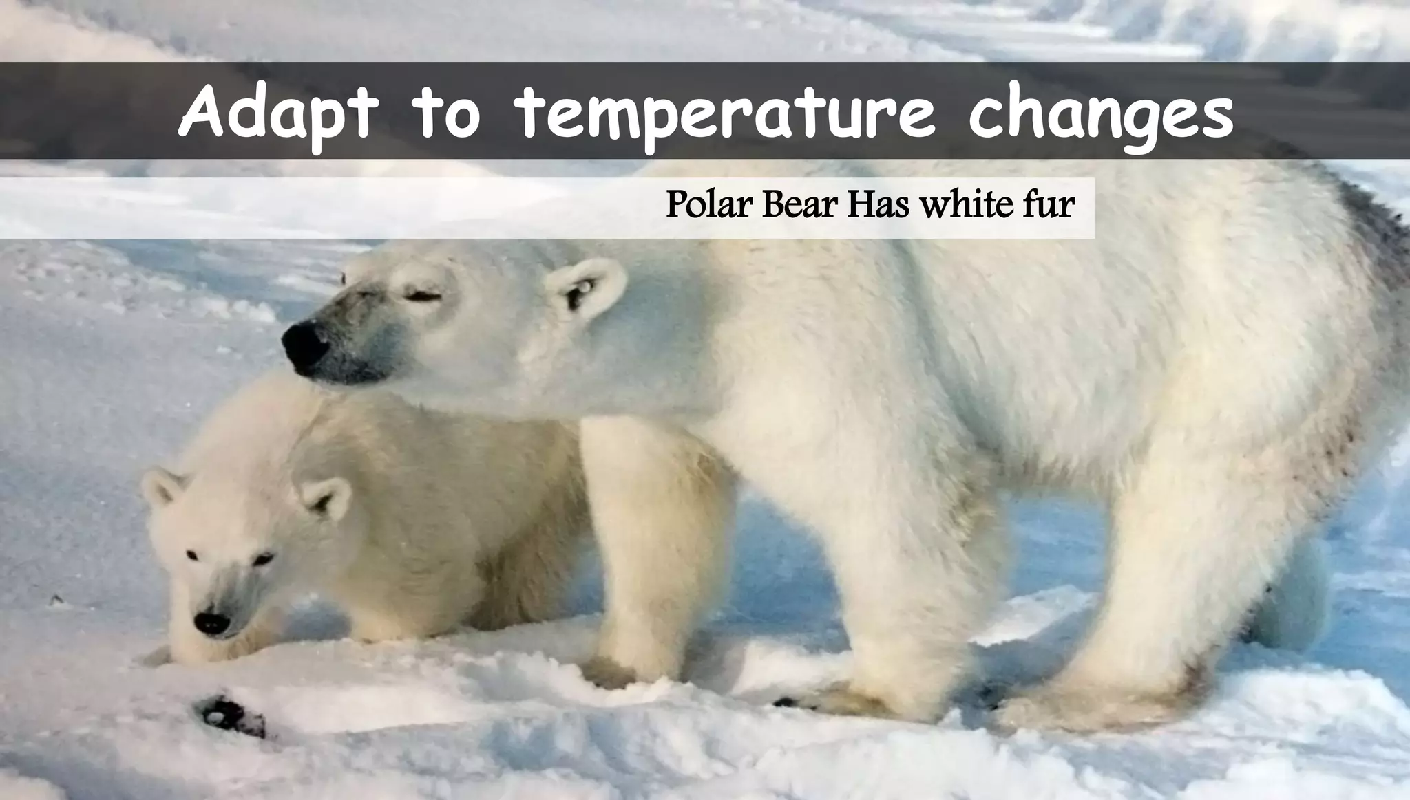 Adaptation of animal | PPTX