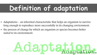 Animal Adaptation Definition