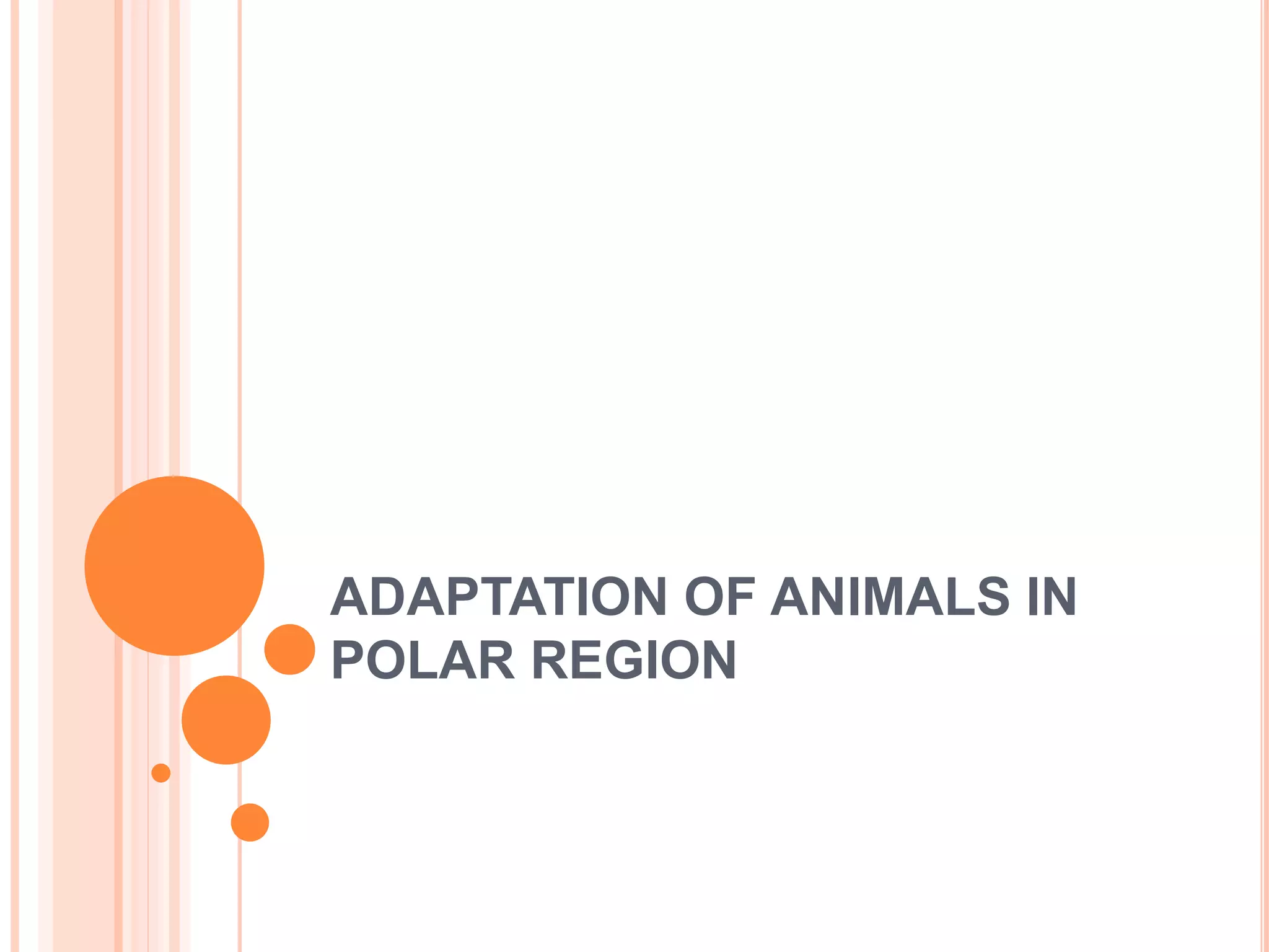 Adaptation of animals in polar region | PPTX