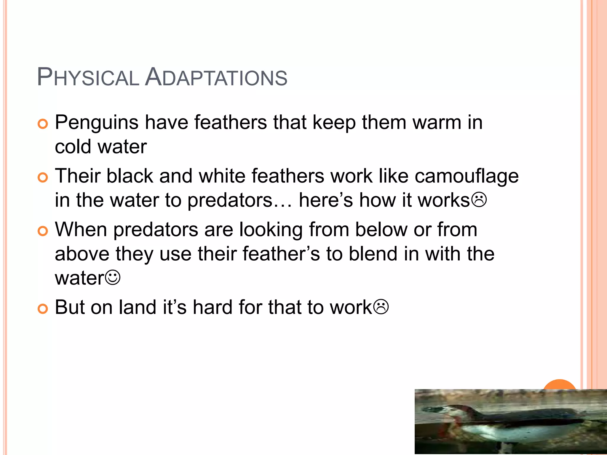 Adaptation of animals in polar region | PPTX