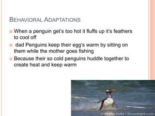 Adaptation of animals in polar region | PPTX