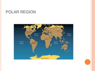 Adaptation of animals in polar region | PPTX
