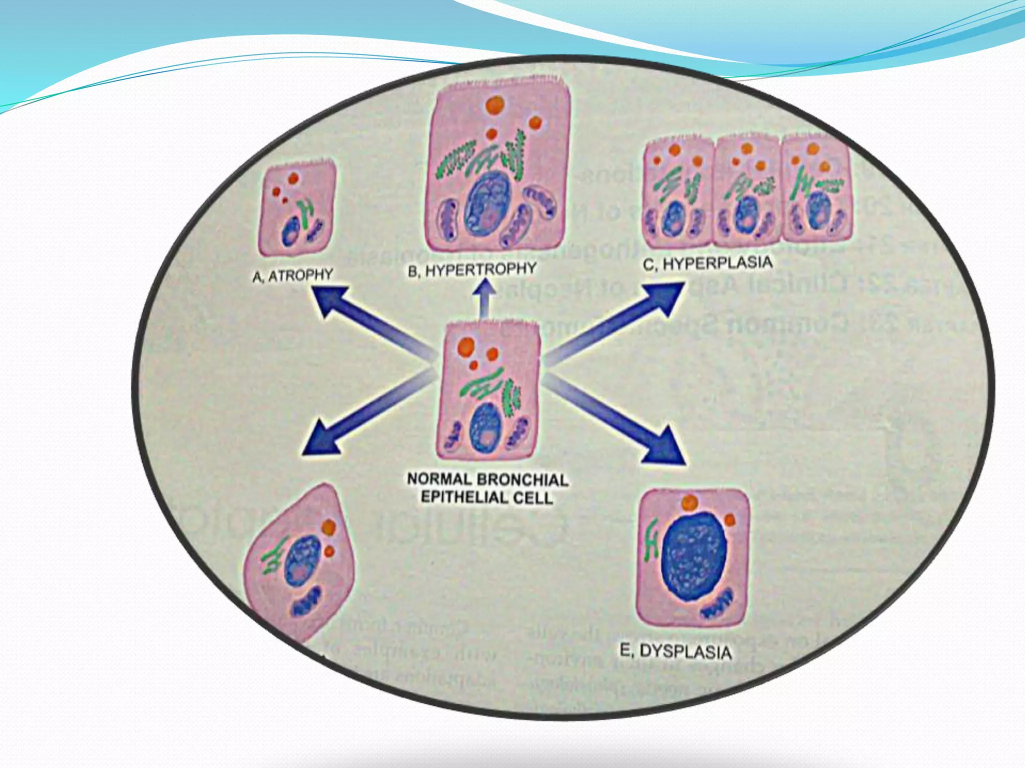 Adaptation of cellular growth and differentiation | PPTX
