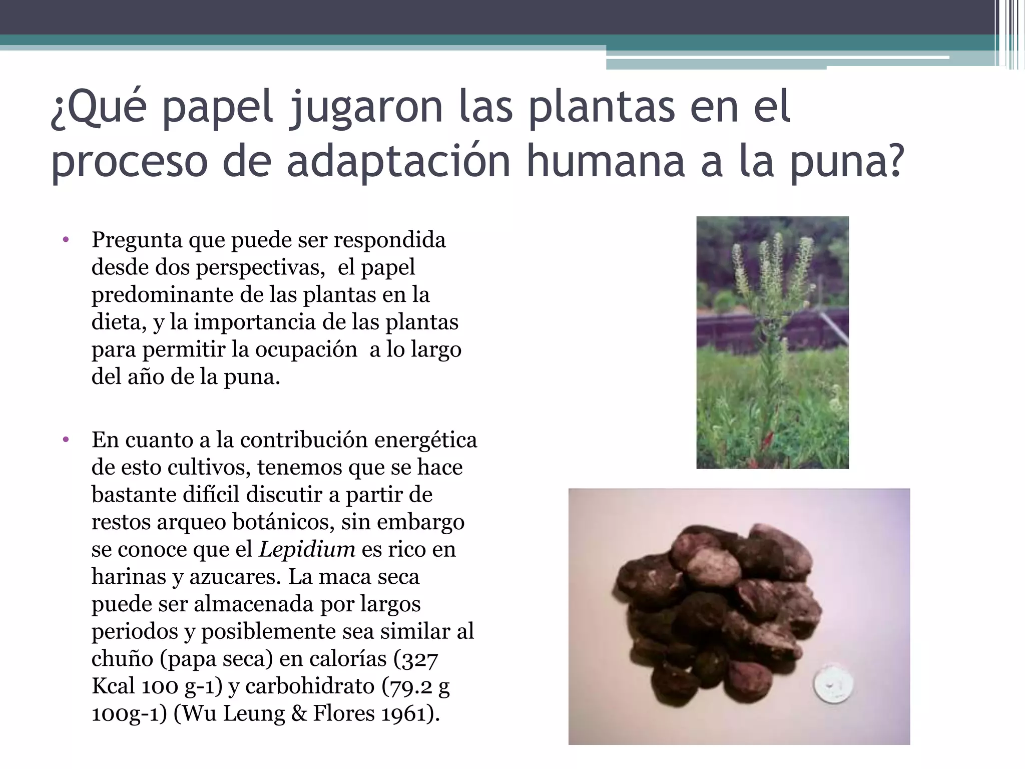 Adaptation of prehistoric hunter gatherers to the high andes.ppt