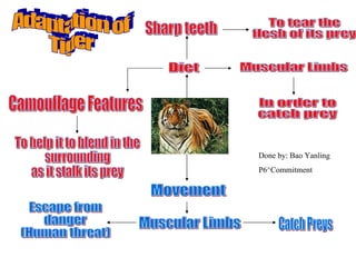Adaptation of tiger | PPT