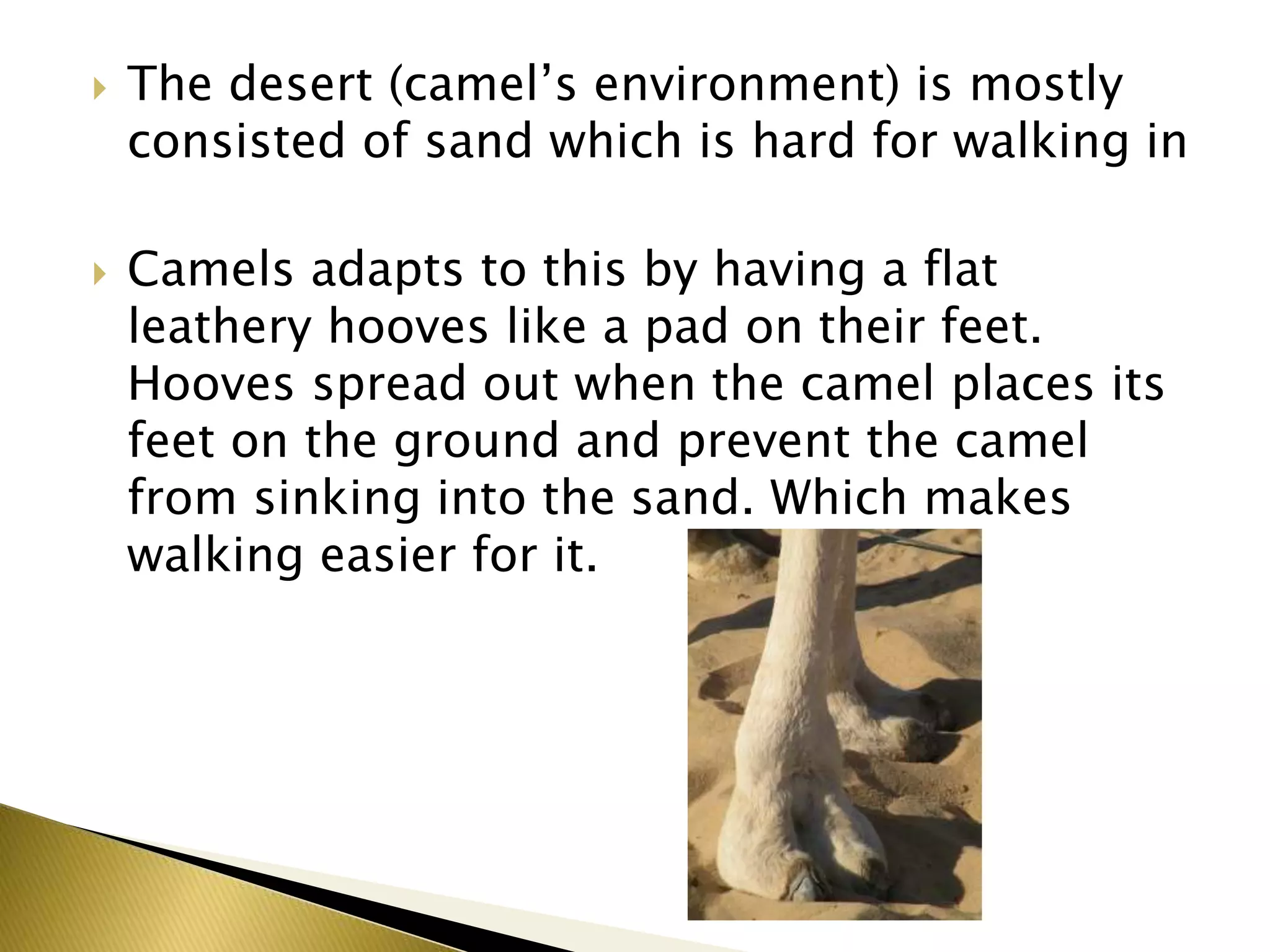 Adaptation of camels For grade 8 | PPTX
