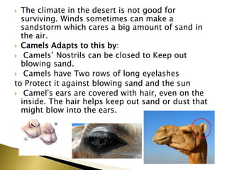 Adaptation of camels For grade 8 | PPTX