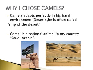 Adaptation of camels For grade 8 | PPTX