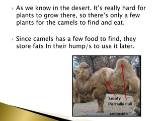 Adaptation of camels For grade 8 | PPTX