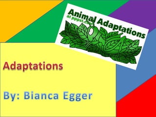 Adaptation powerpoint | PPT