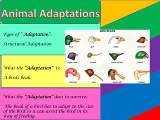 Adaptation powerpoint | PPT