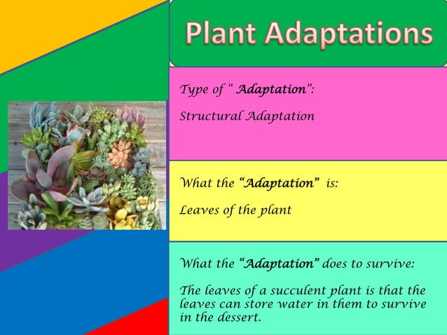 Adaptation powerpoint | PPT