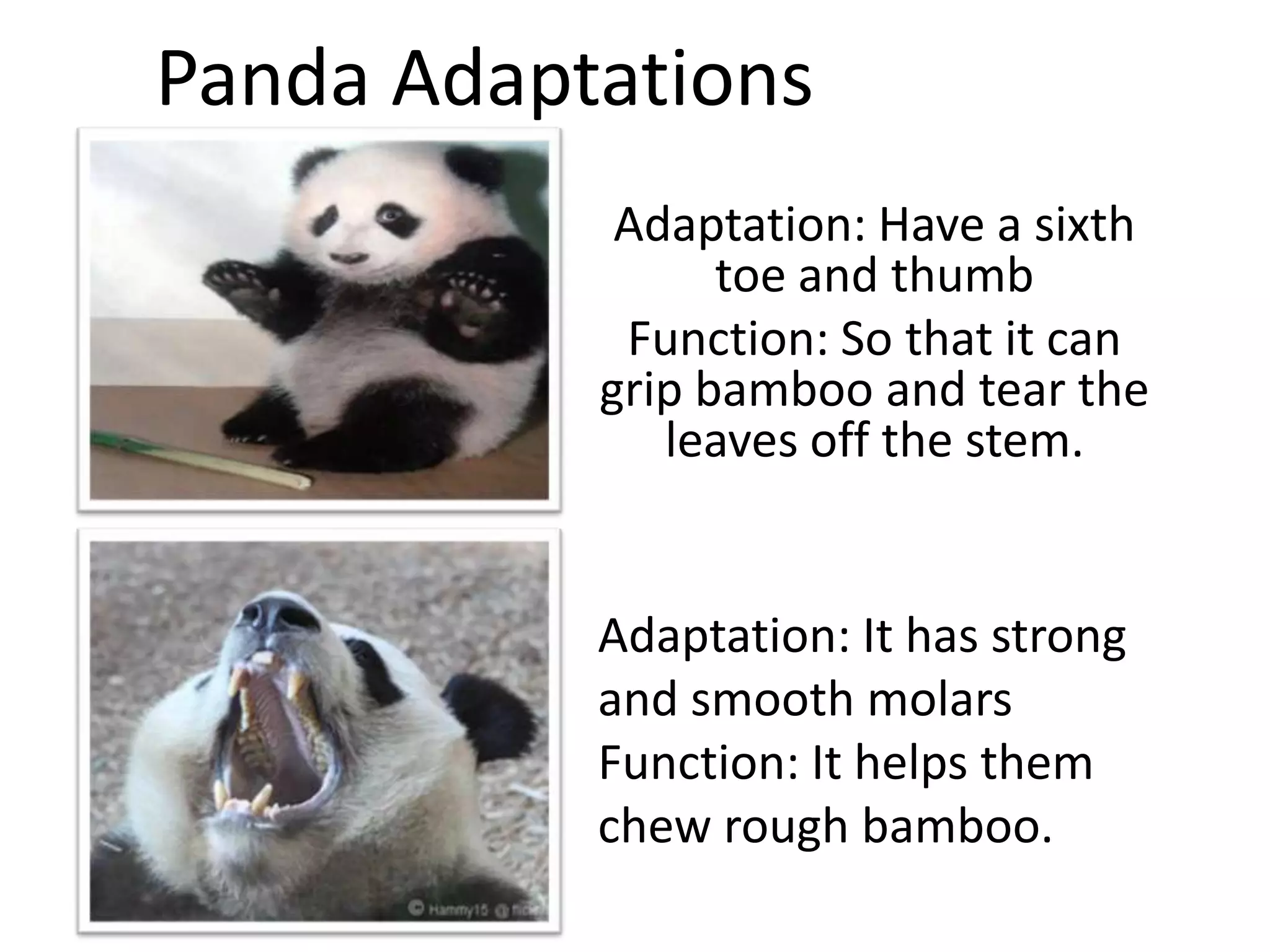 Adaptation project (6 7) | PPTX