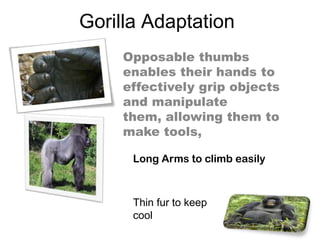 Adaptation project (6 7) | PPT