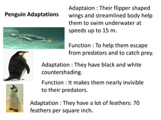 Adaptation project (6 7) | PPT