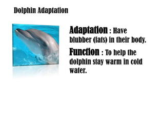Adaptation project (6 7) | PPT