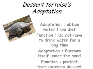 Adaptation project (6 7) | PPT