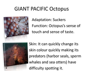 Adaptation project (6 7) | PPT