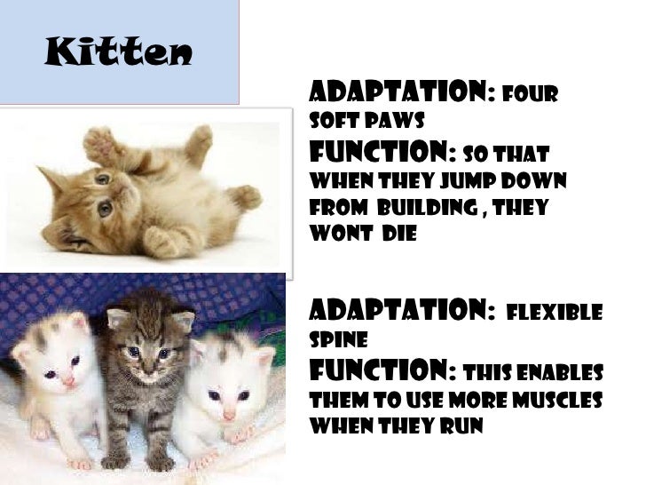 Adaptation project (6 7)