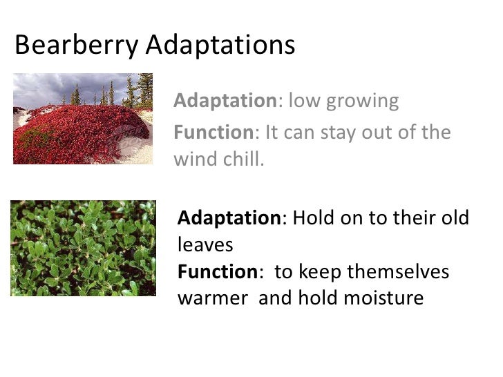Northern Arrowwood Adaptations