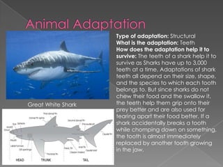 Adaptations | PPT