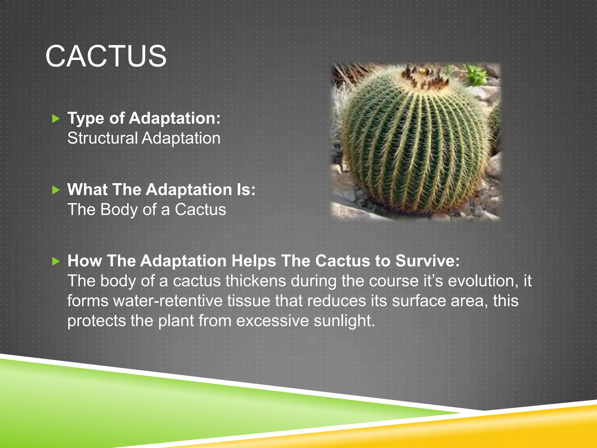 Adaptations | PPTX | Biological Sciences | Science