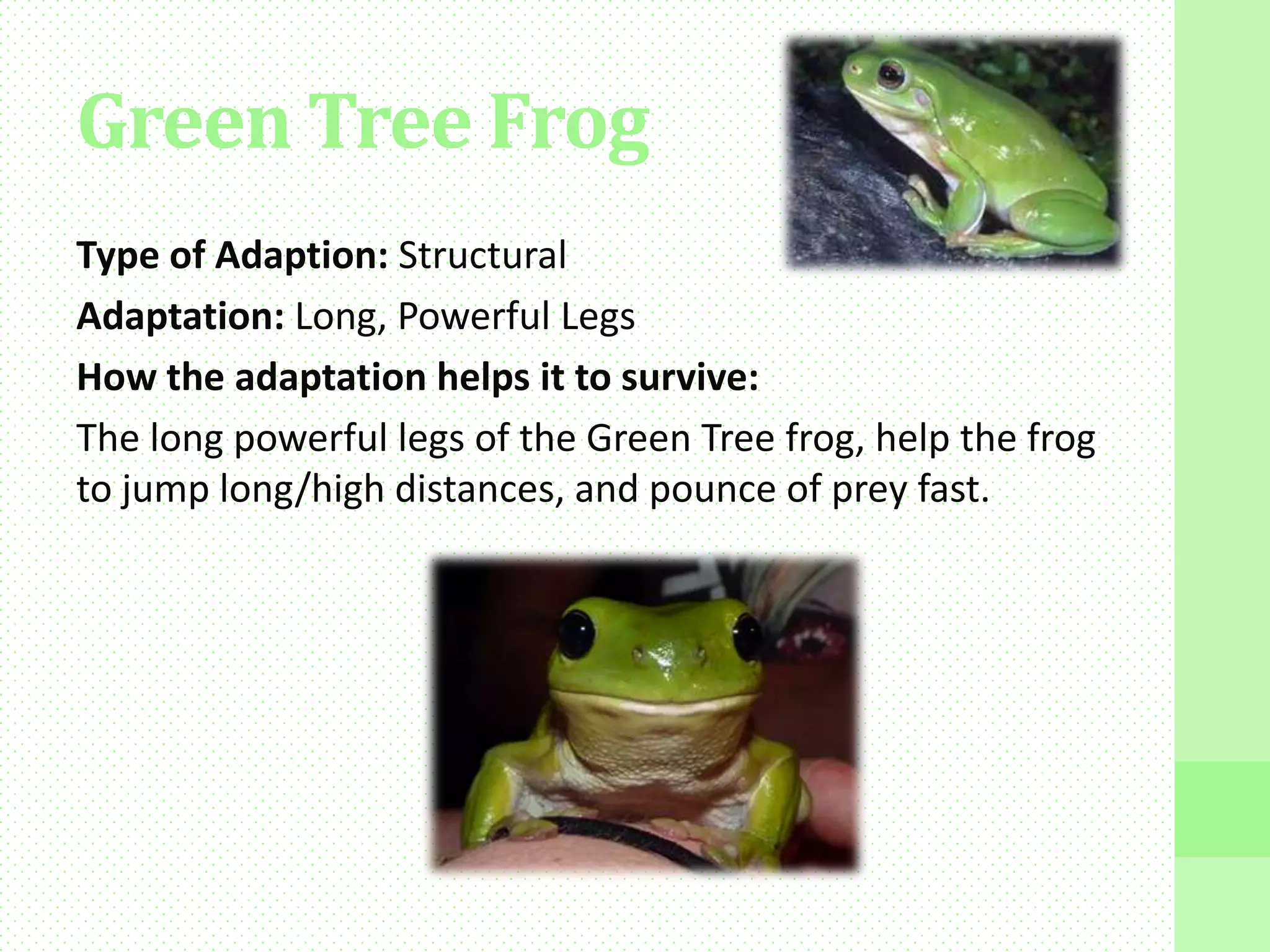 Adaptations | PPT