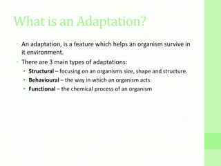 Adaptations | PPTX
