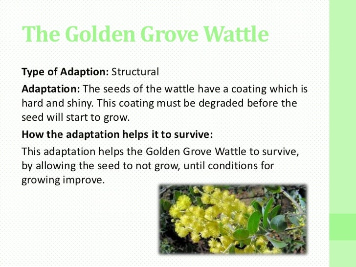 Plant Structural Adaptations