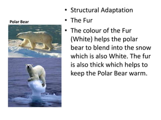Adaptations | PPTX