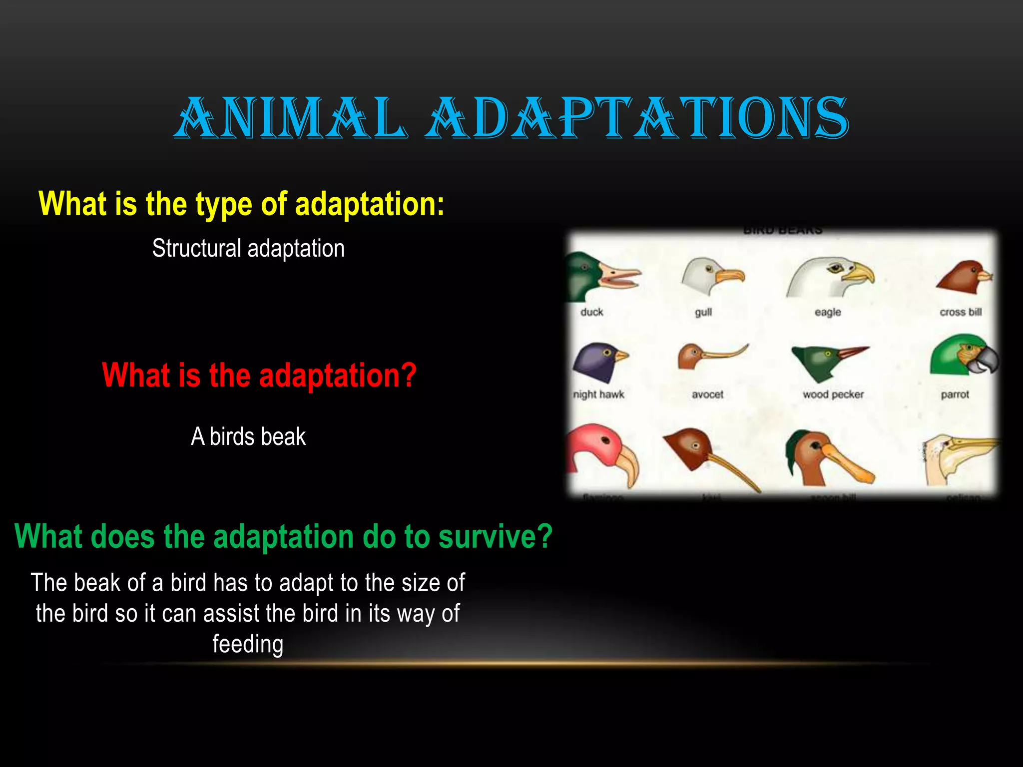 Adaptations | PPTX