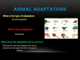 Adaptations | PPTX