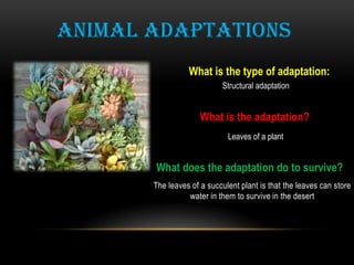 Adaptations | PPTX