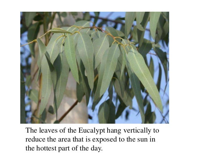 Eucalyptus Tree Adaptations | The American Mastermind